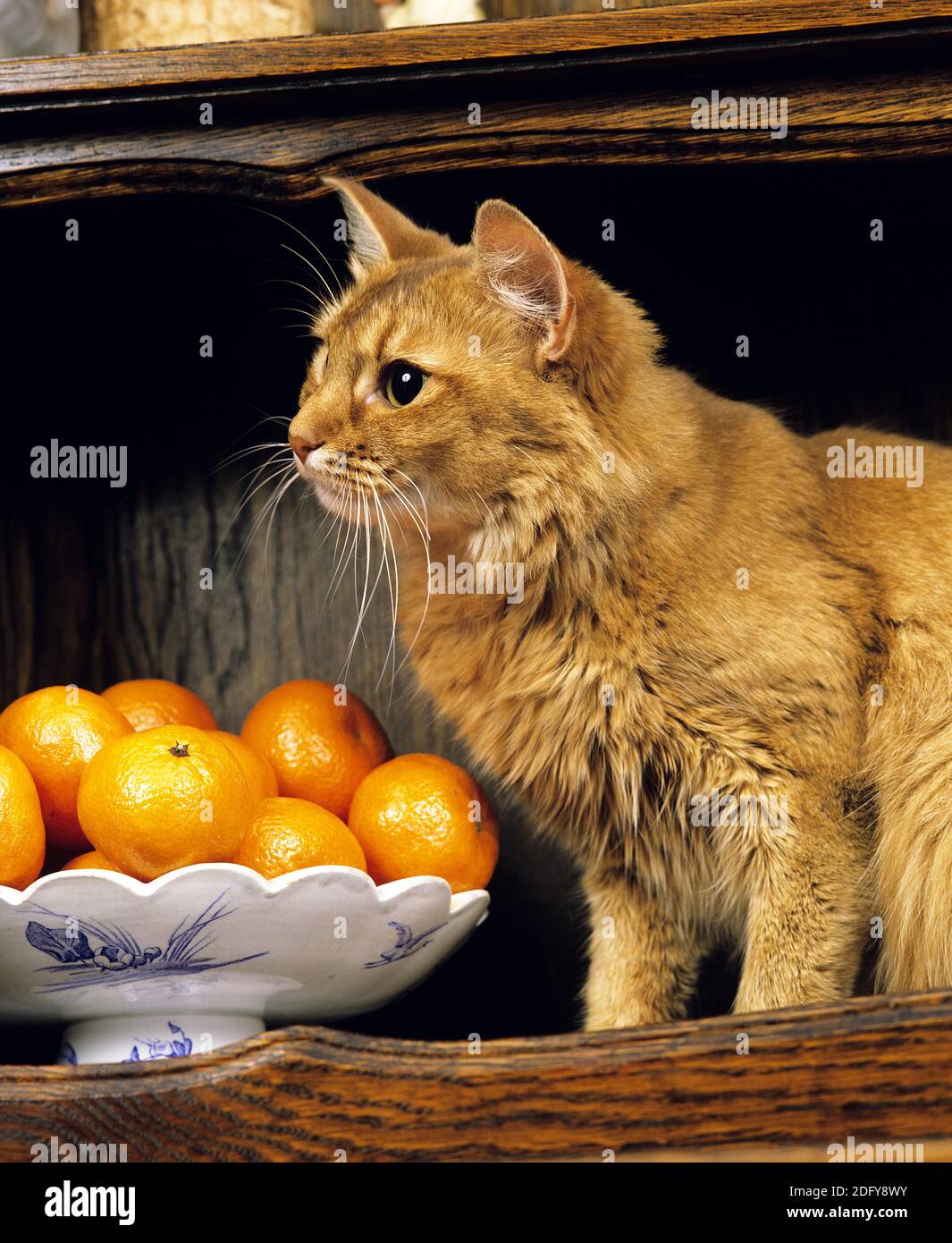 Red Somali Domestic Cat, Adult sitting near Oranges Stock Photo - Alamy