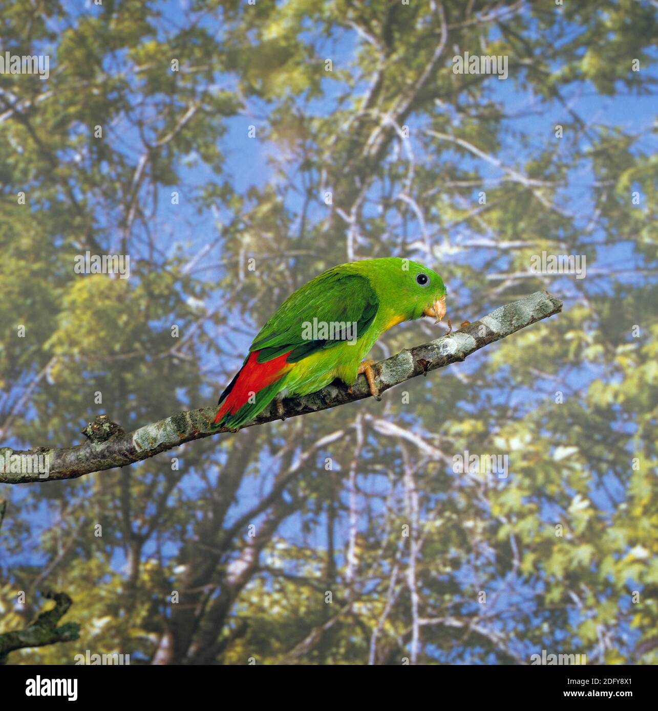 Yellow throated hanging parrot hi-res stock photography and images - Alamy