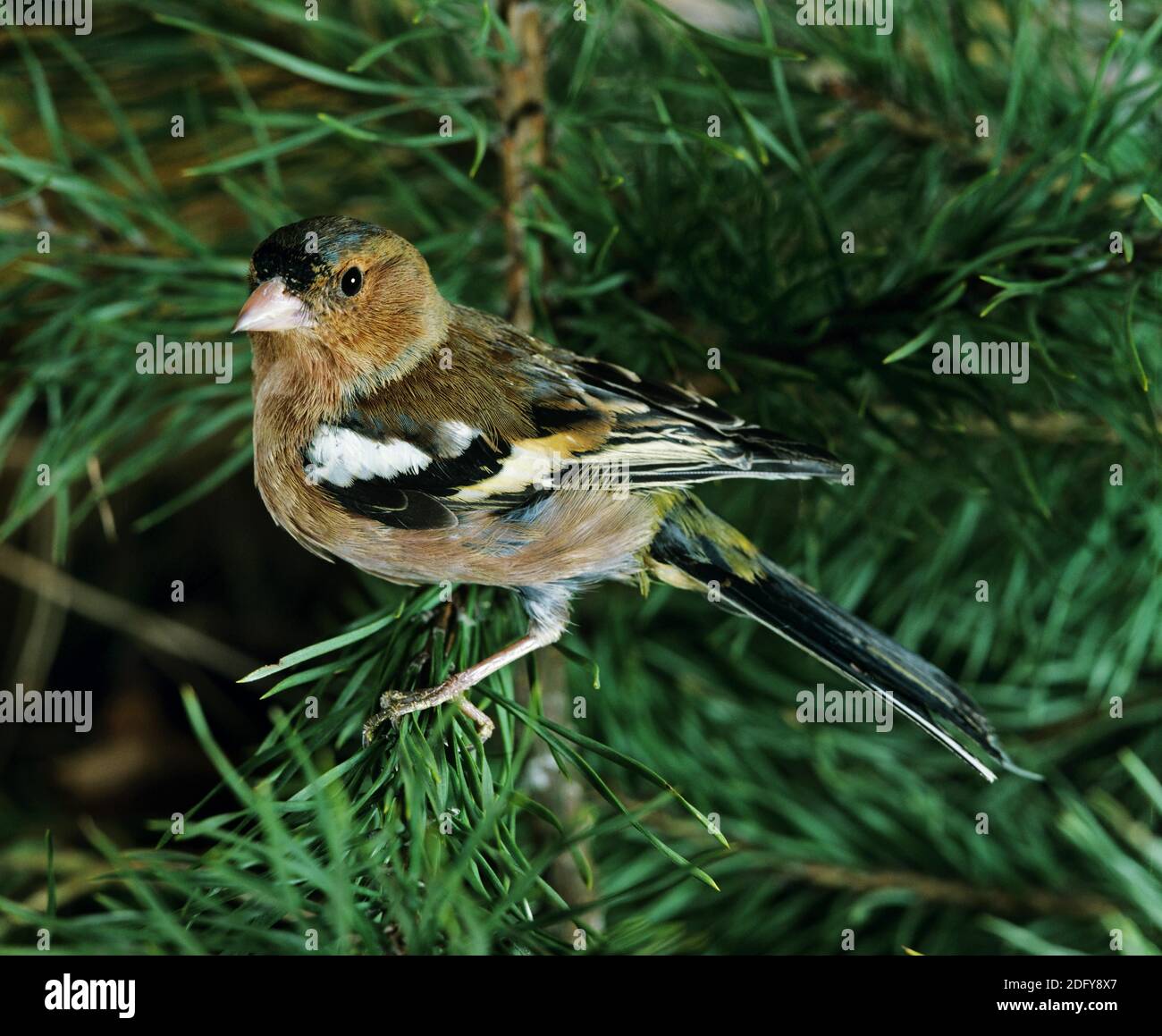 Common Chaffinch, fringilla coelebs, Adult standing on Branch Stock ...