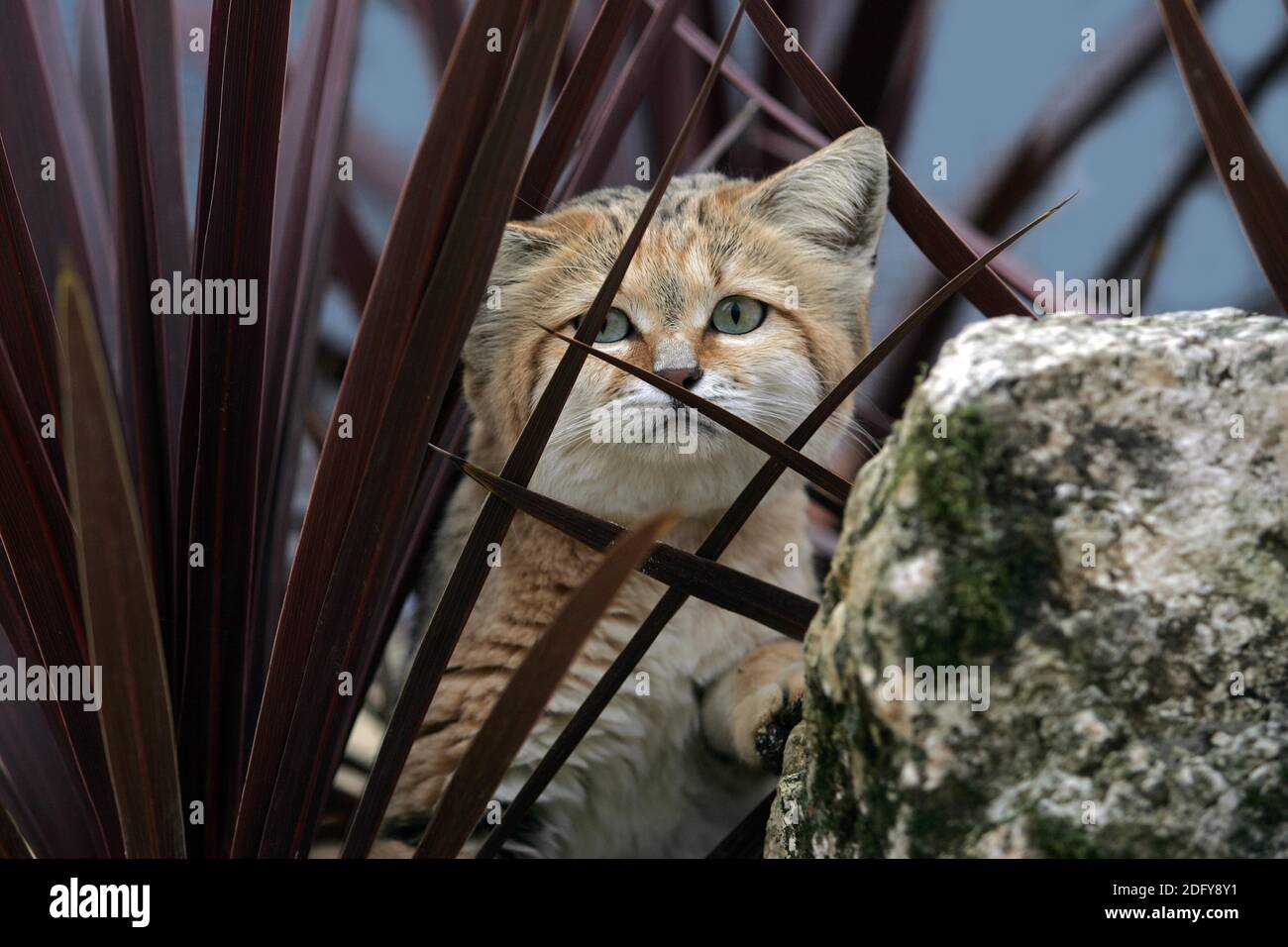 Sand Cat, felis margarita, Adult hidden in Bush Stock Photo - Alamy