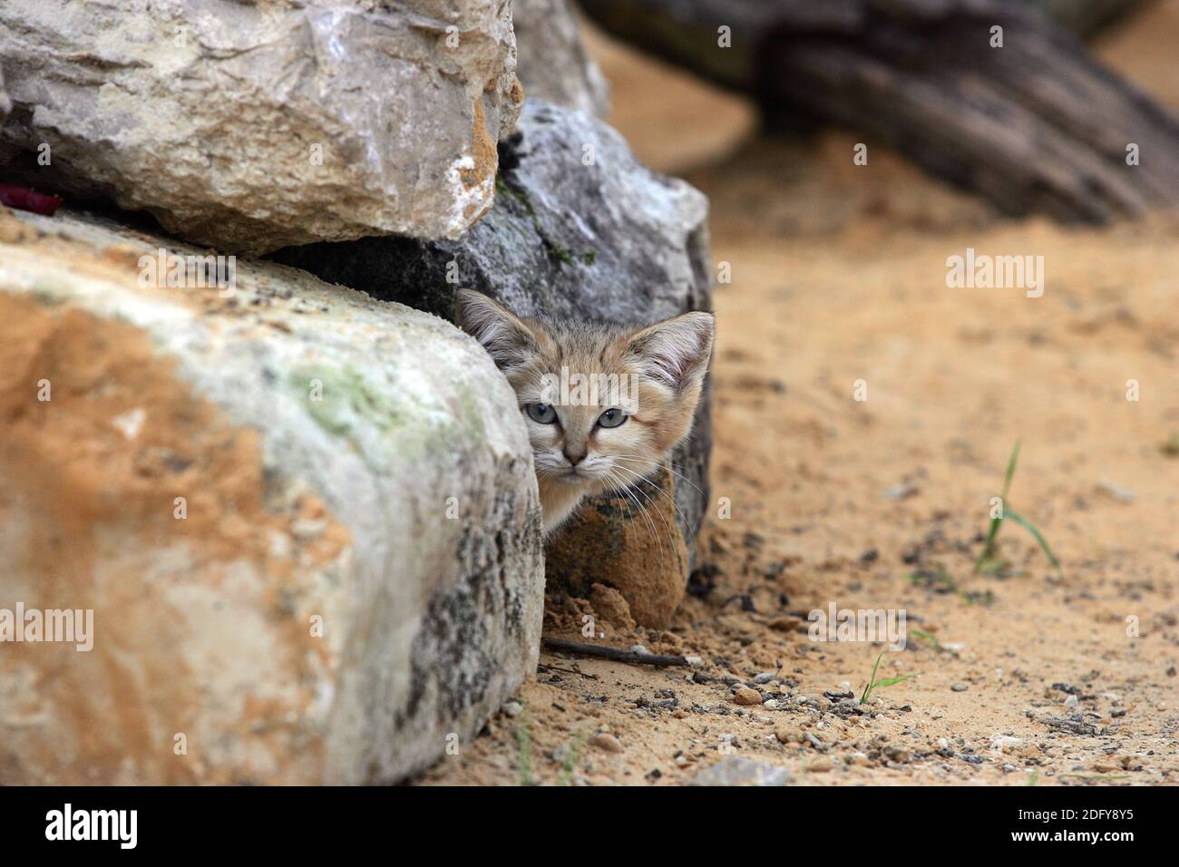 Sand Cat, felis margarita, Adult hidden in Stones Stock Photo - Alamy