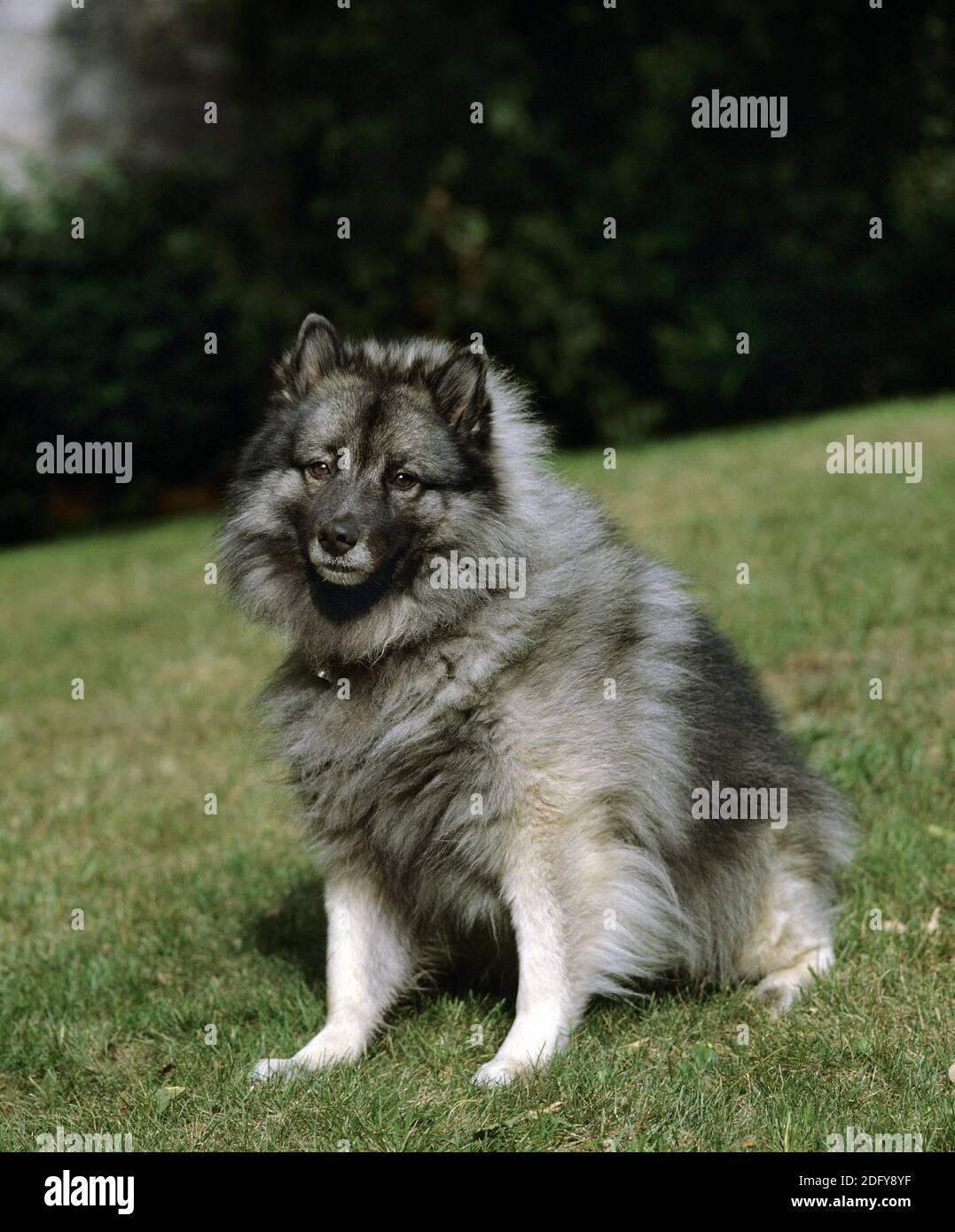 Wolf Spitz, Dog sitting on Lawn Stock Photo - Alamy