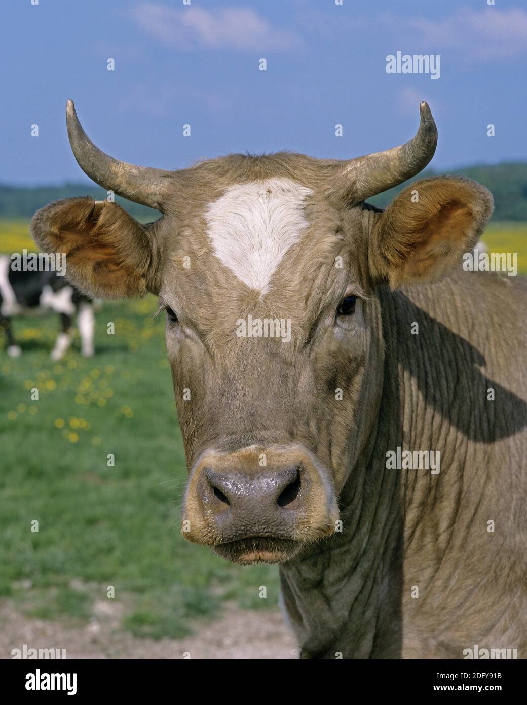 Portrait of normandy cow hi-res stock photography and images - Alamy