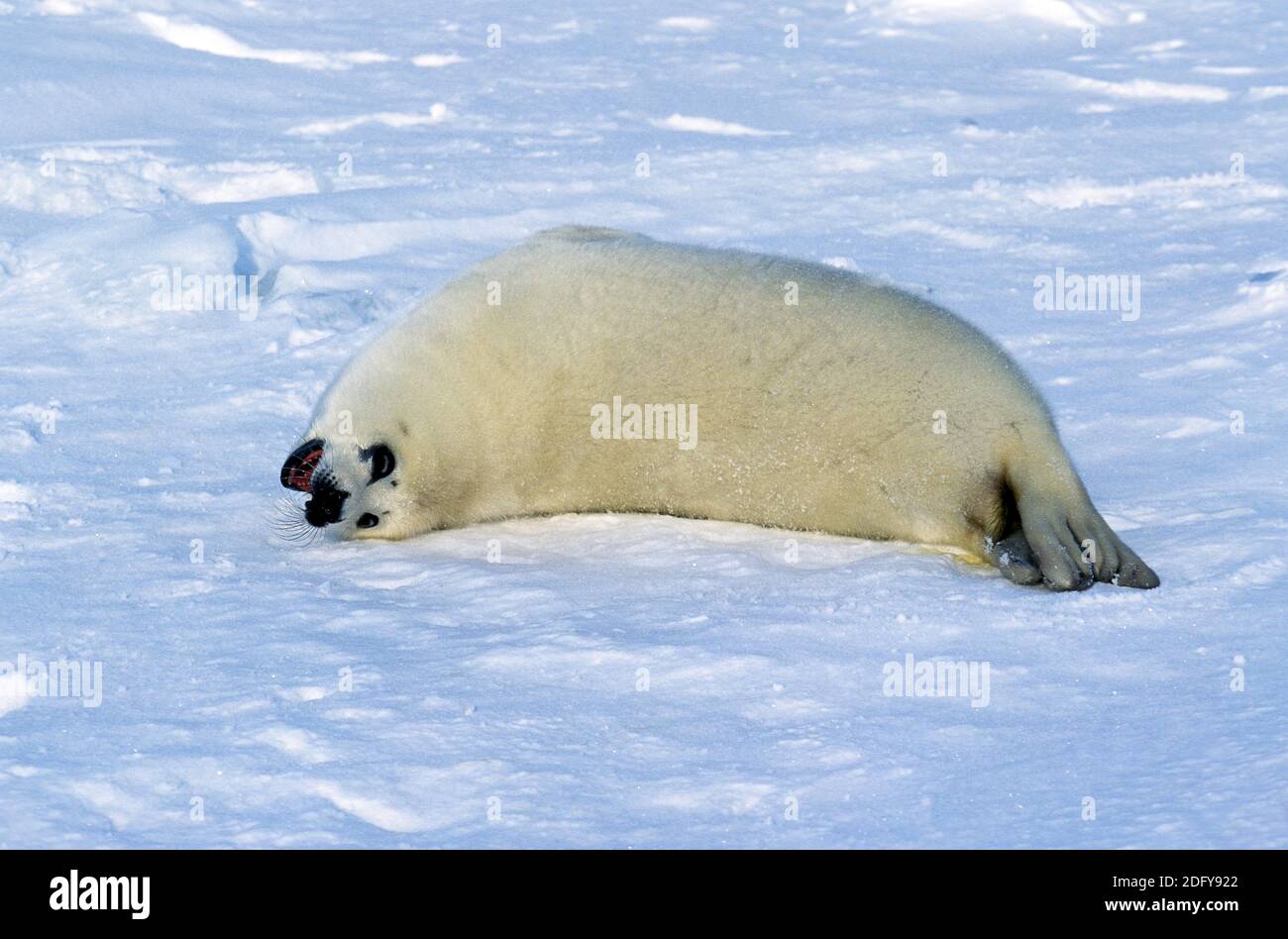 Harp Seal, pagophilus groenlandicus, Pup laying on Ice Floe, Magdalena Island in Canada Stock ...