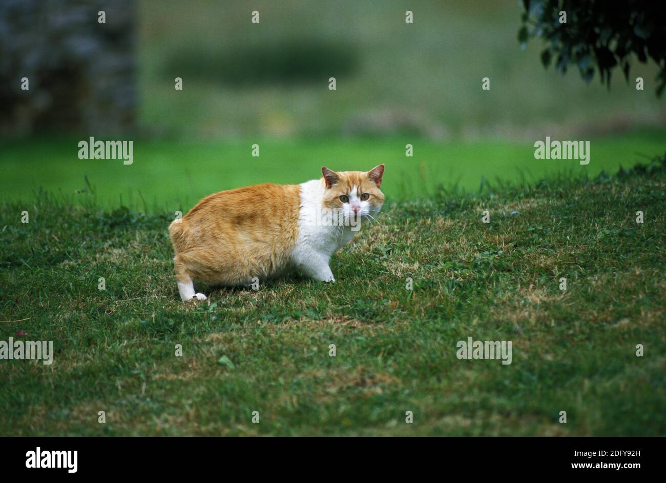 Manx domestic cat breed cat hi-res stock photography and images - Alamy