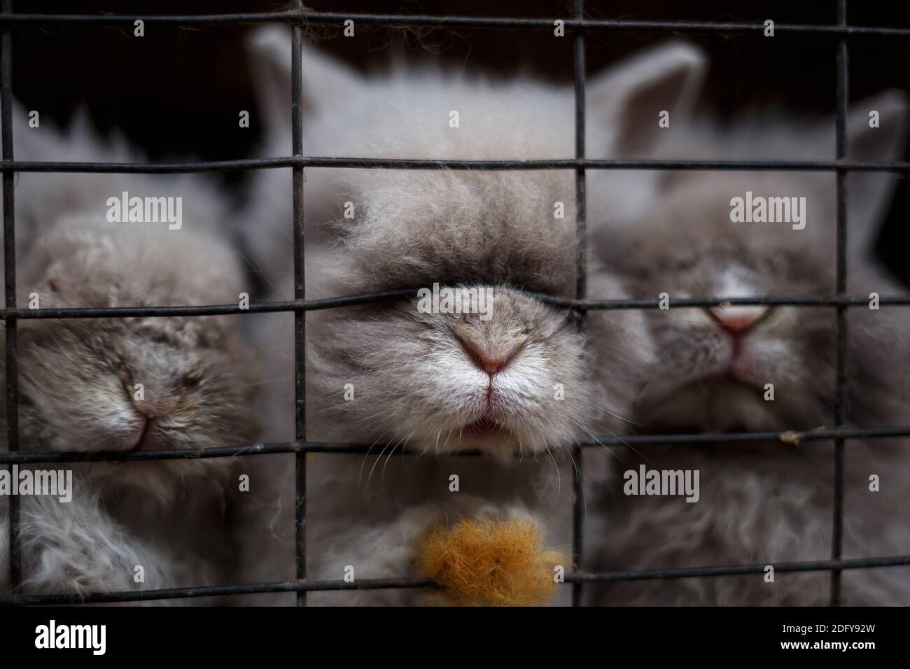 three muzzles of fluffy gray rabbits in a cage in a zoo Stock Photo - Alamy