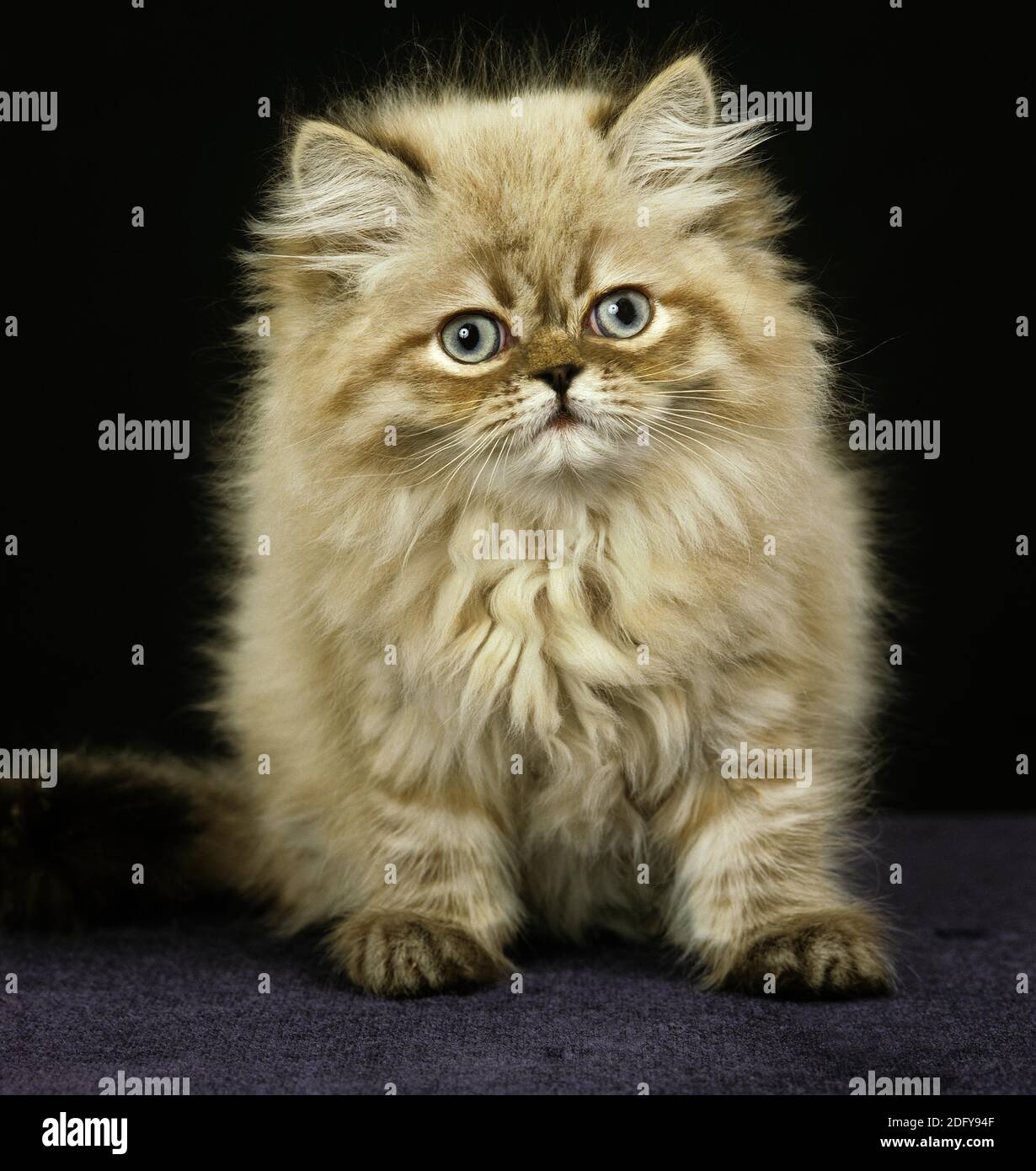 Colourpoint Seal Point Persian Domestic Cat, Kitten sitting against ...