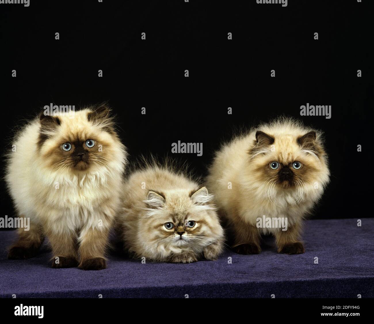 Colourpoint Persian Domestic Cat, Adults and Kitten standing against ...