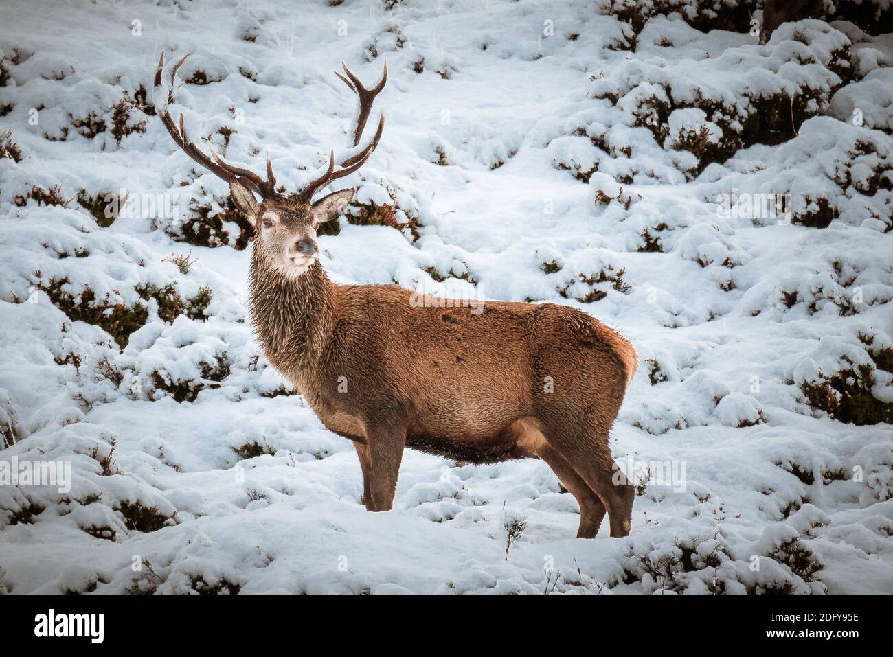 Scottish red deer stag in snow hi-res stock photography and images - Alamy