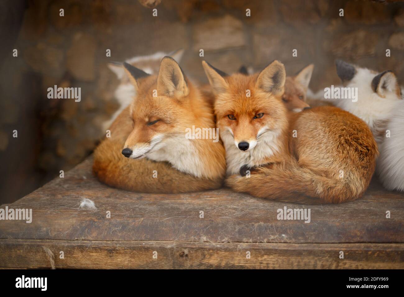 cute fluffy foxes in a cage at the zoo Stock Photo - Alamy