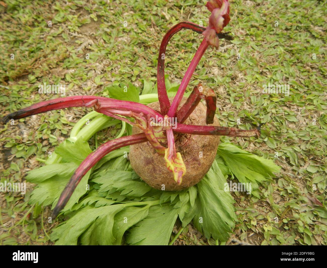 Taproot Plant High Resolution Stock Photography and Images - Alamy