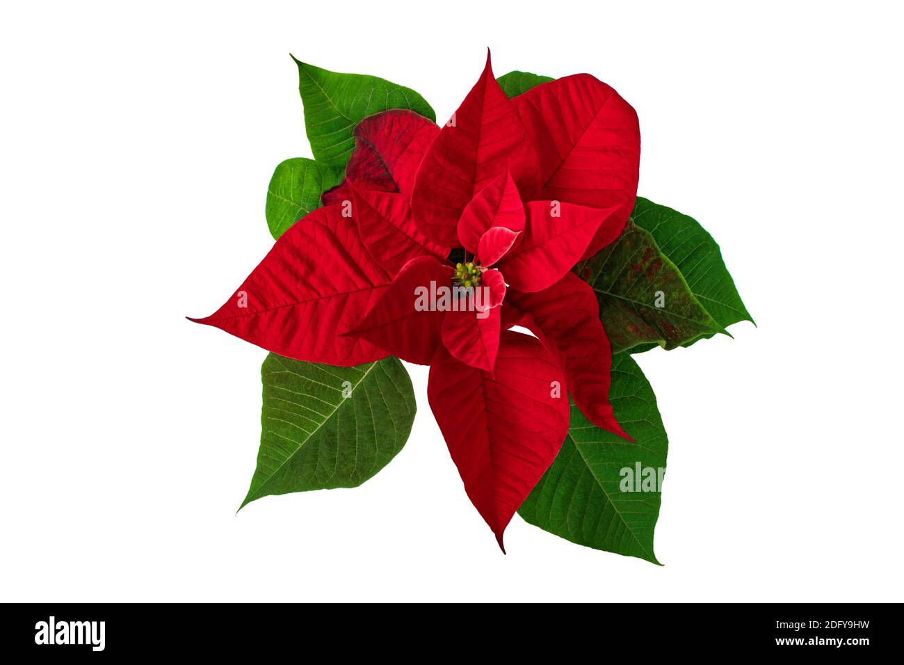 Nochebuena flor hi-res stock photography and images - Alamy