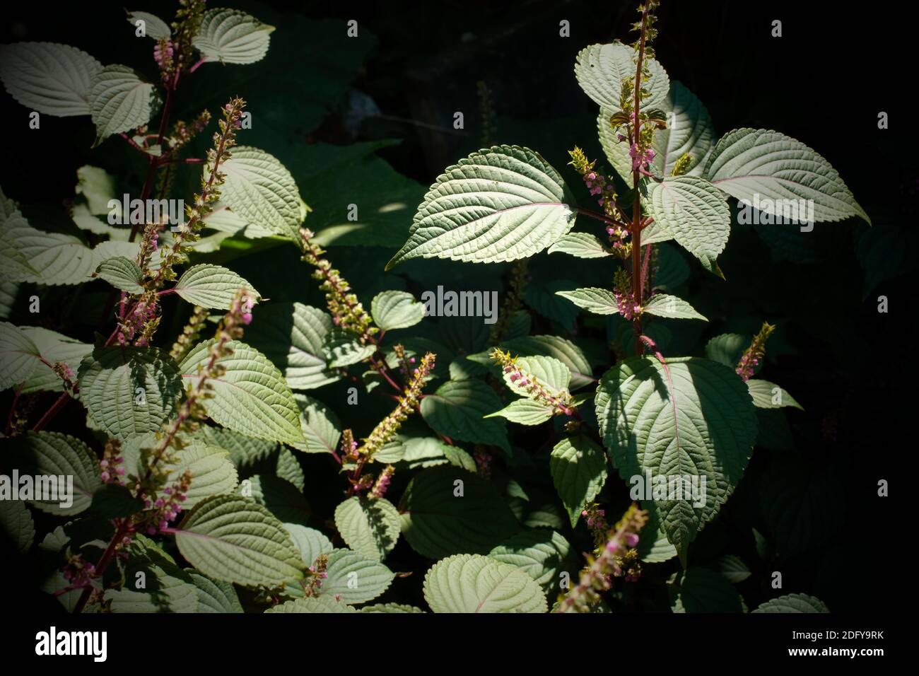 Perilla High Resolution Stock Photography and Images - Alamy