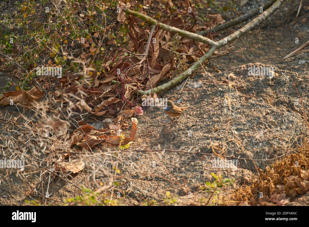 A Bluethroat (Luscinia svecica) hunts insects on a rock face at Todgarh ...