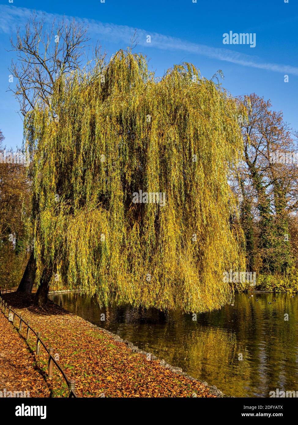 Fall foliage park englischer garten hi-res stock photography and images ...