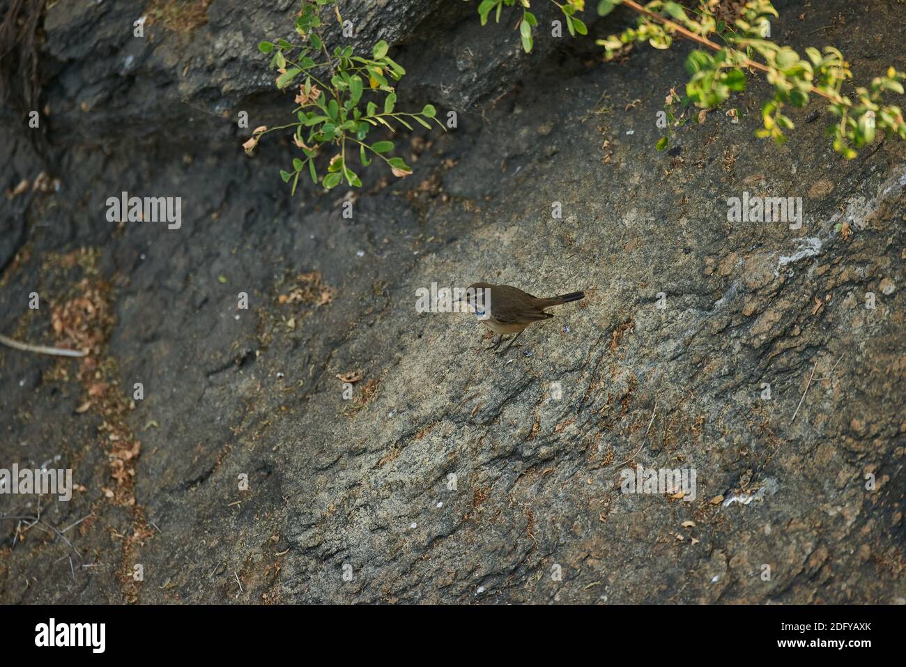 A Bluethroat (Luscinia svecica) hunts insects on a rock face at Todgarh ...