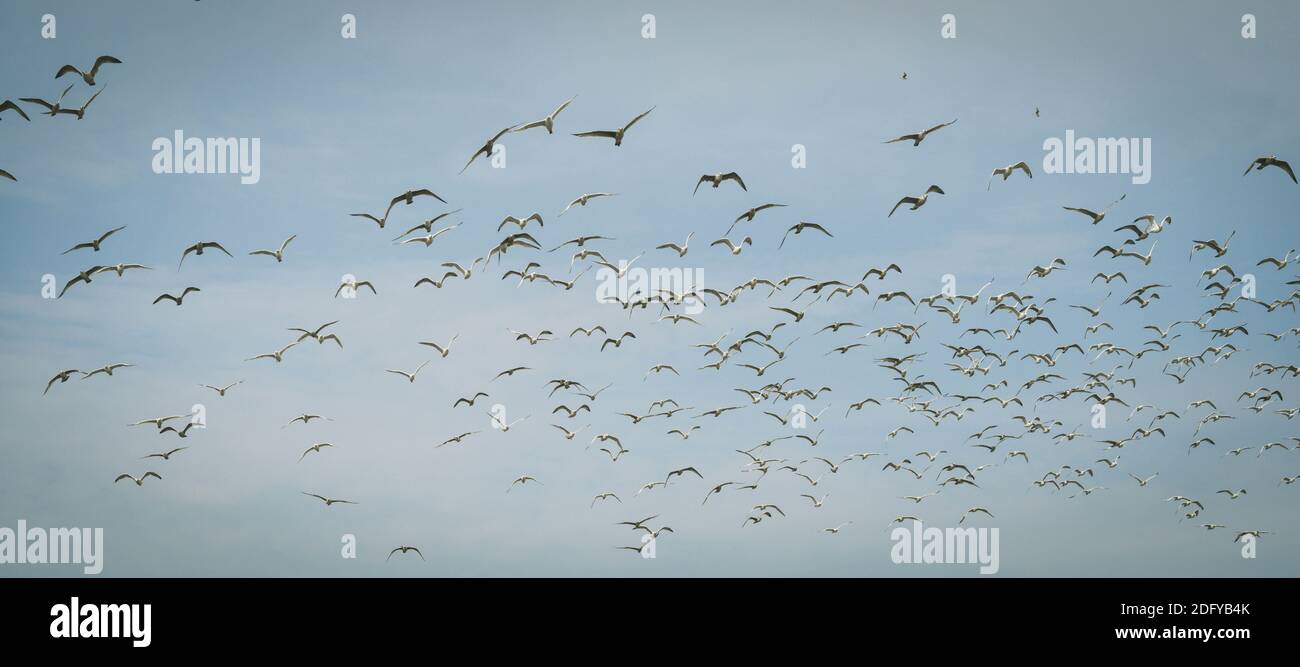 Flying flock of white gulls. A lot of birds in the sky Stock Photo - Alamy