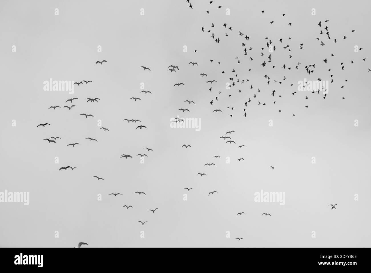A lot of birds in the sky hi-res stock photography and images - Alamy
