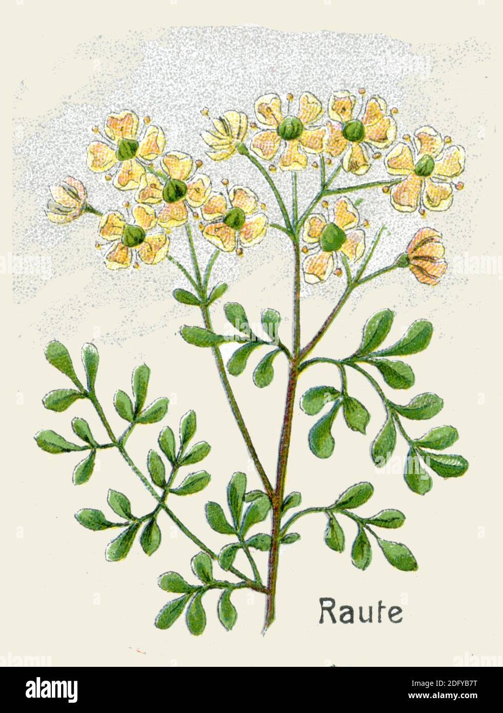 rue / Ruta graveolens / Weinraute / botany book, 1908 Stock Photo - Alamy