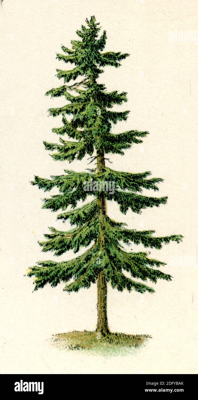 Norway spruce, European spruce / Picea abies / Fichte / botany book ...