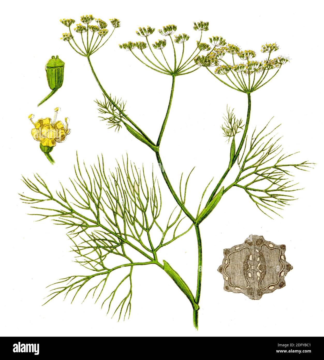 Fennel / Foeniculum vulgare / Fenchel / botany book, 1900 Stock Photo ...