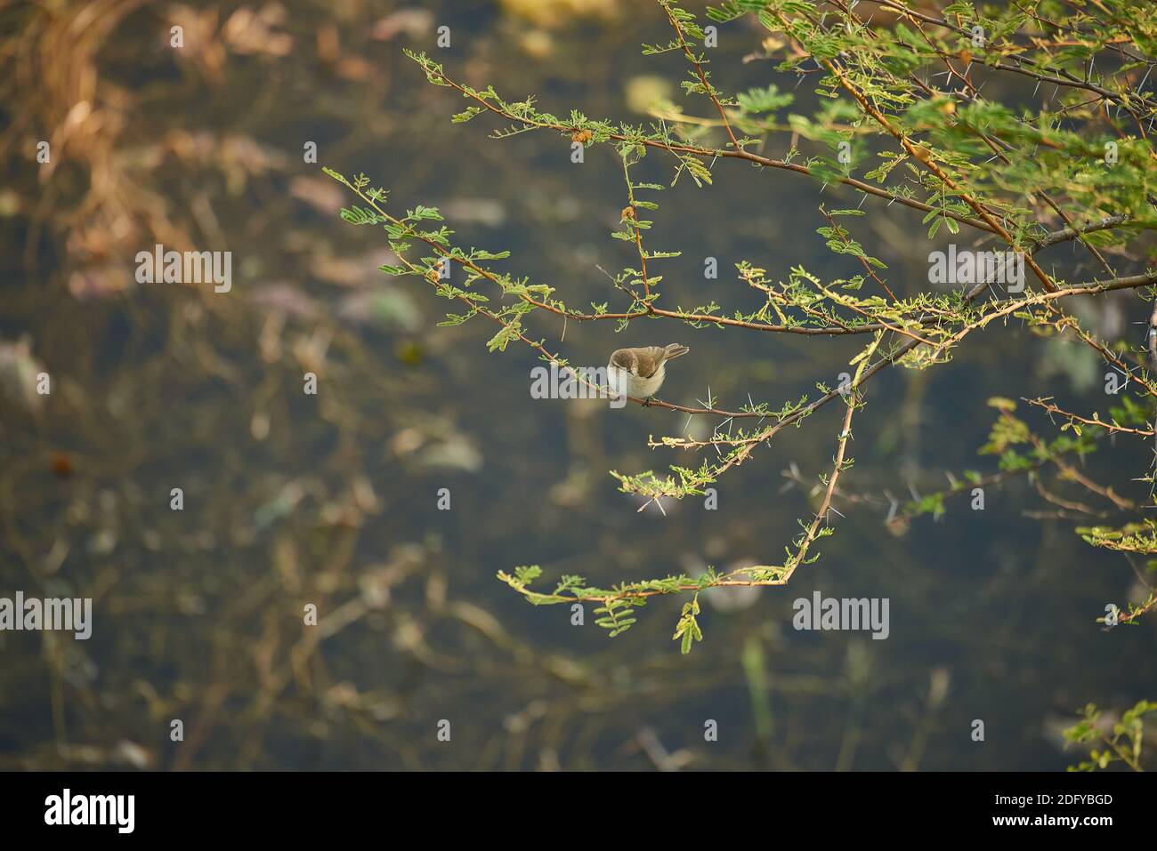 A common Chiffchaff (Phylloscopus collybita) on an acacia tree in ...