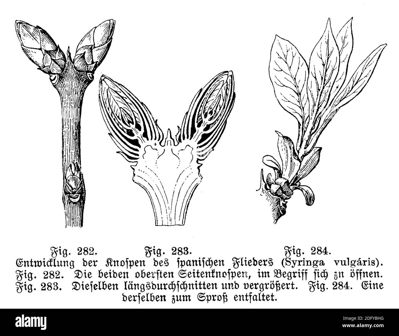 Syringa Vulgaris Drawing High Resolution Stock Photography and Images ...
