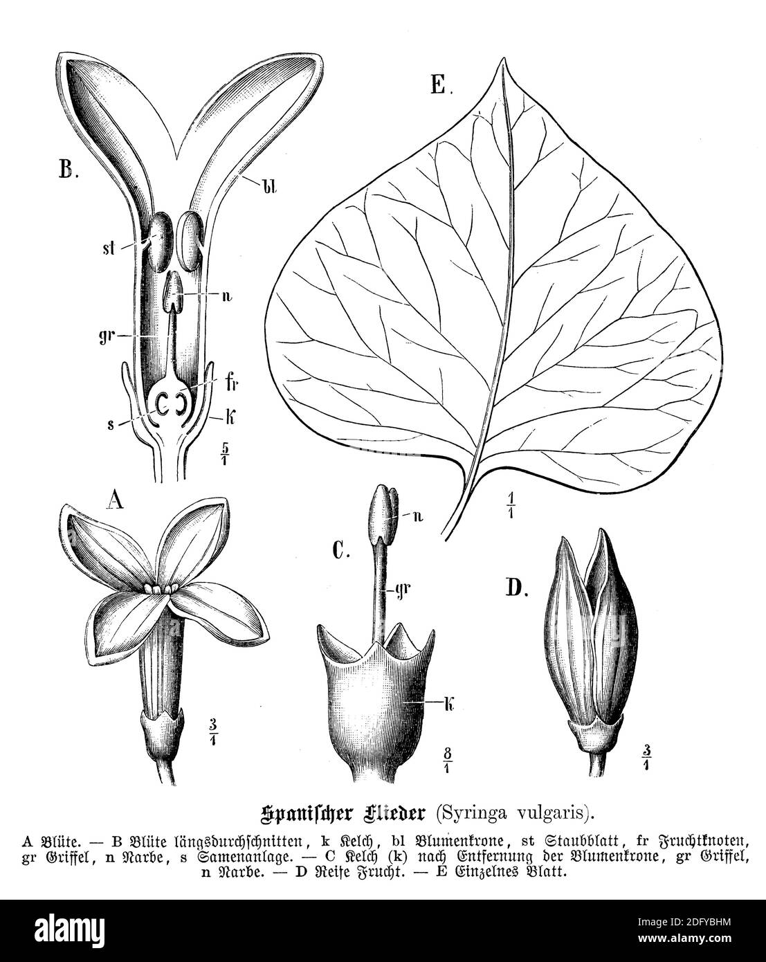 Syringa vulgaris Black and White Stock Photos & Images - Alamy