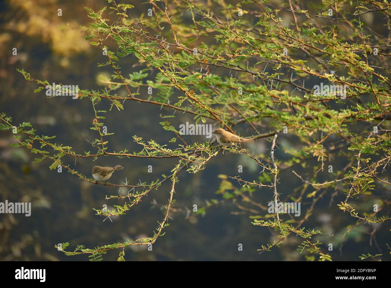A common Chiffchaff (Phylloscopus collybita) on an acacia tree in ...