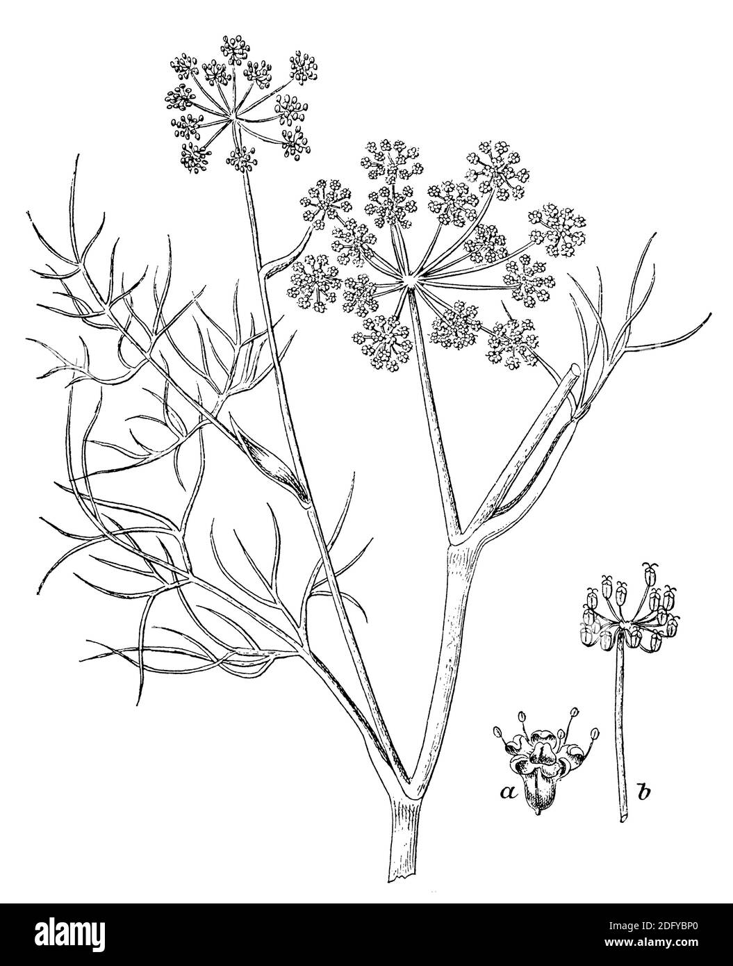 Fennel Plant Drawing