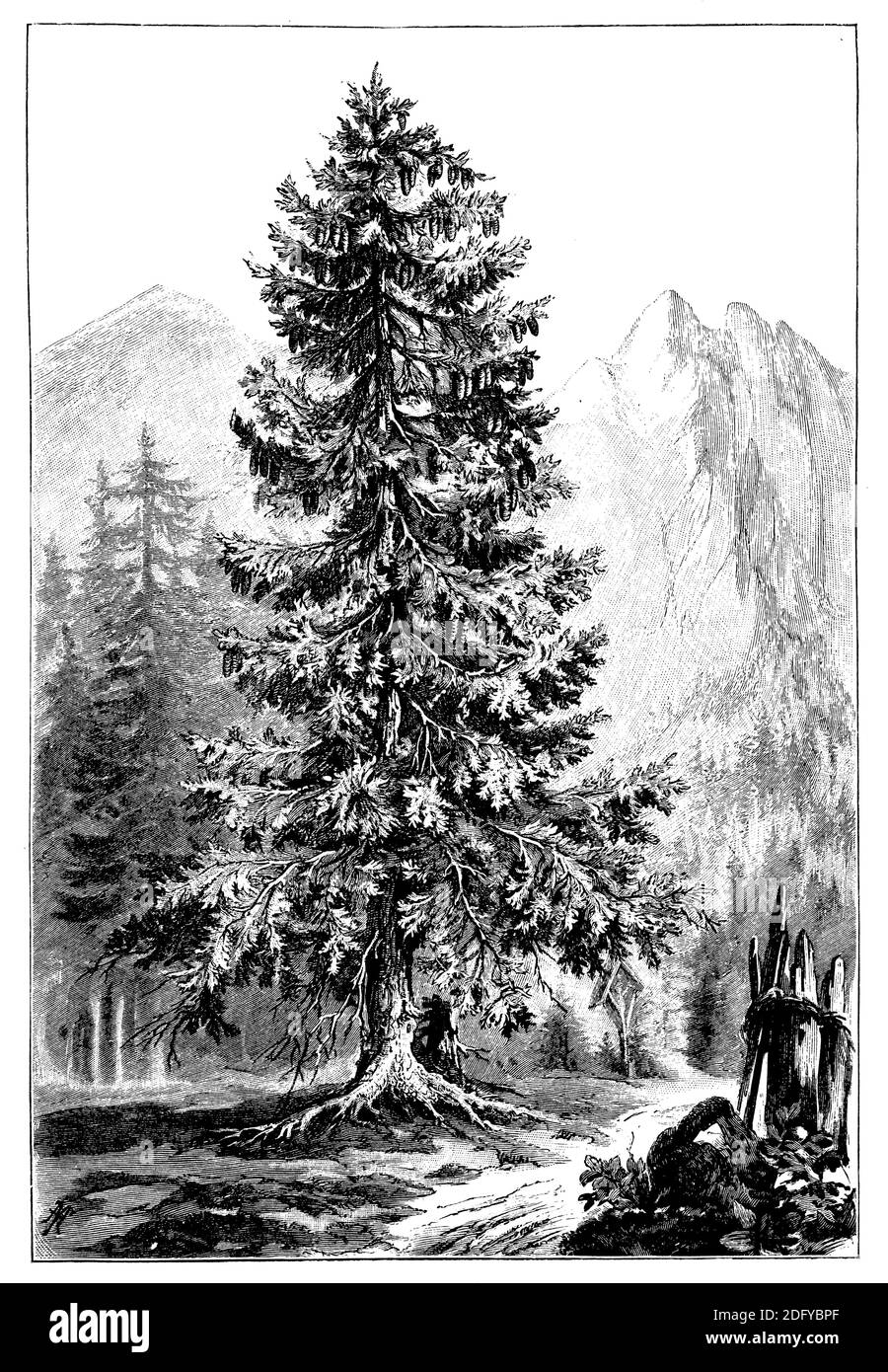 Norway spruce Black and White Stock Photos & Images - Alamy