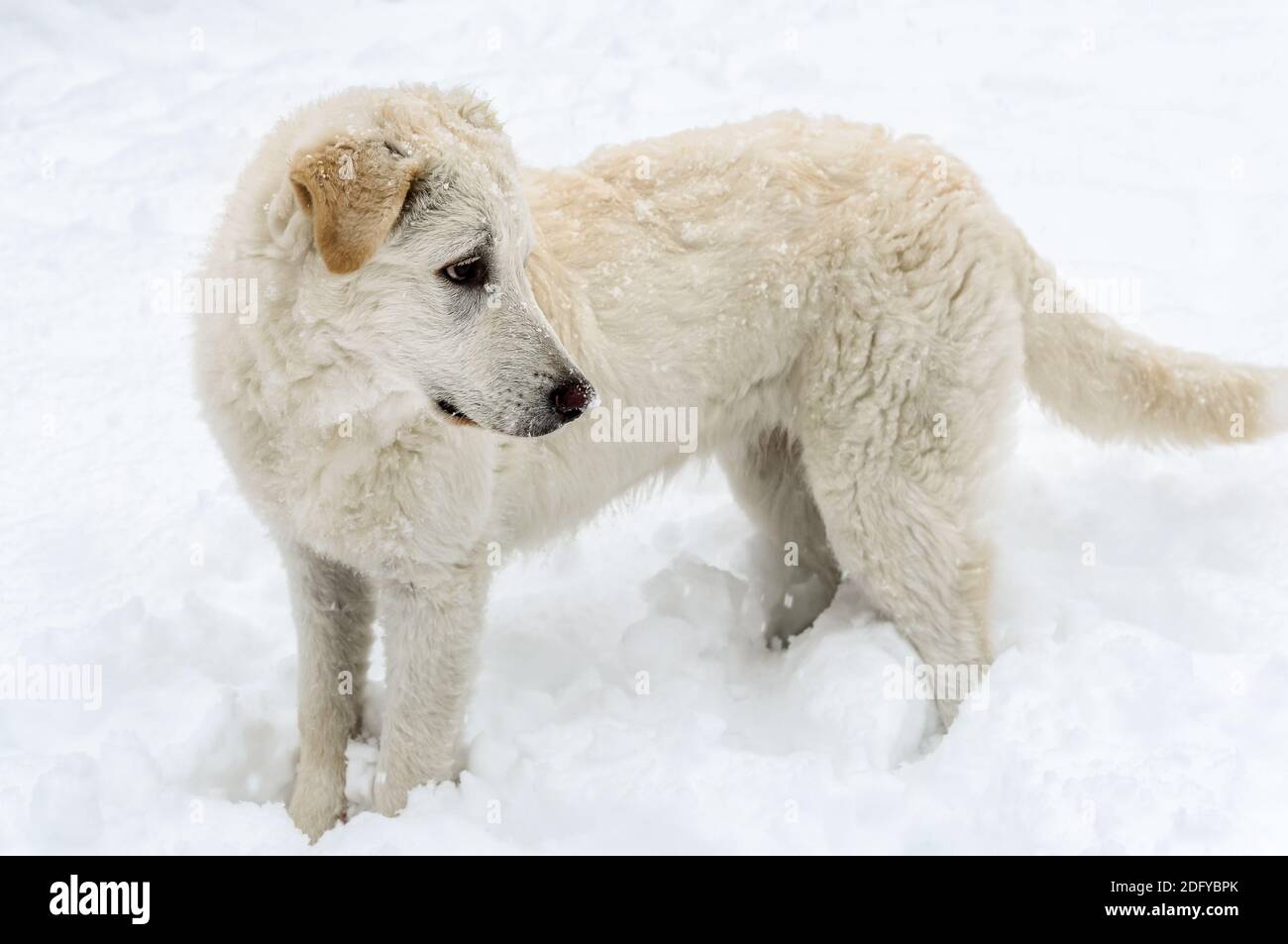 Cute white puppy dog in the snow under the snowfall Stock Photo - Alamy