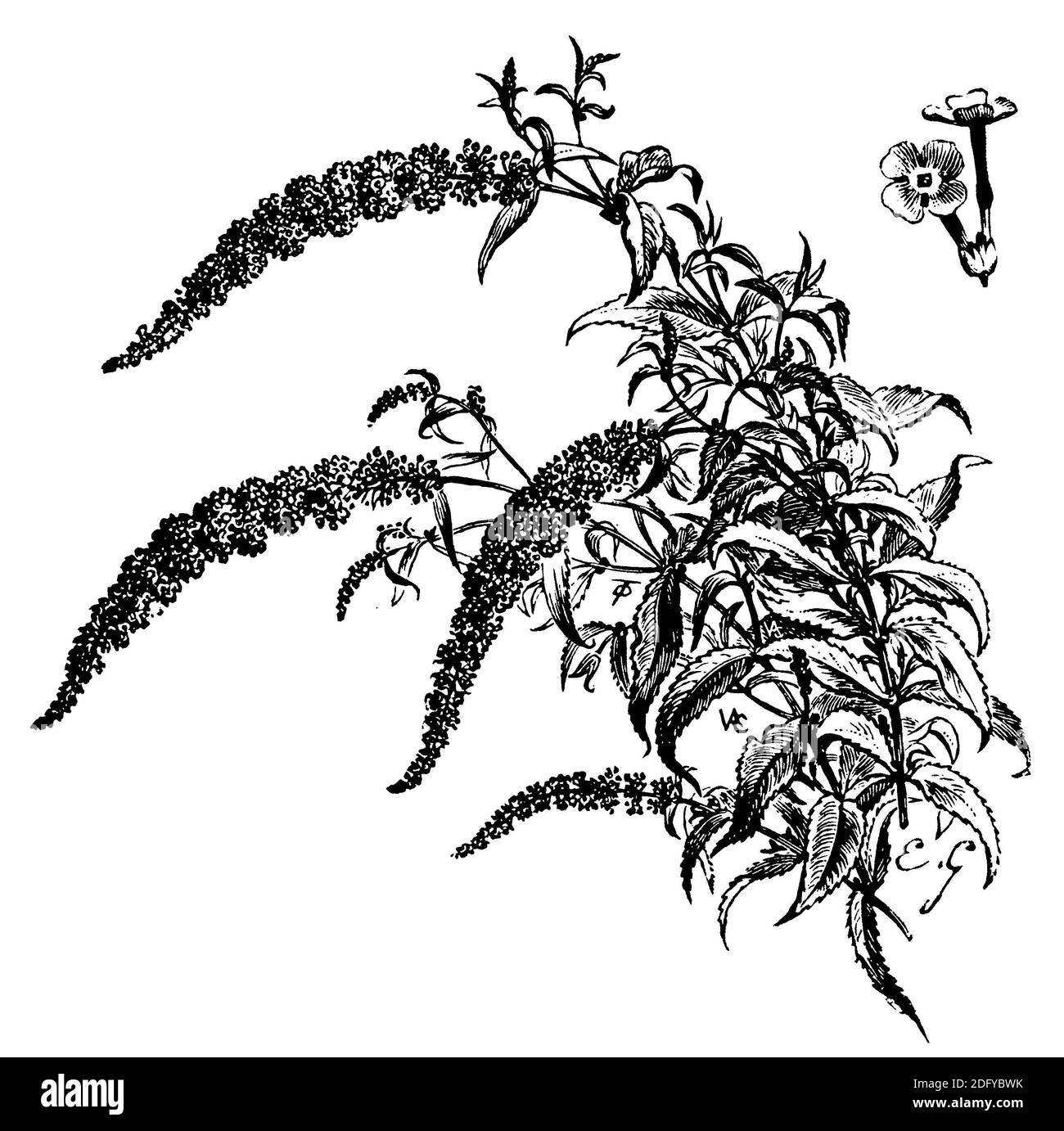 summer lilac / Buddleja davidii / Schmetterlingsflieder (, 1911 Stock ...