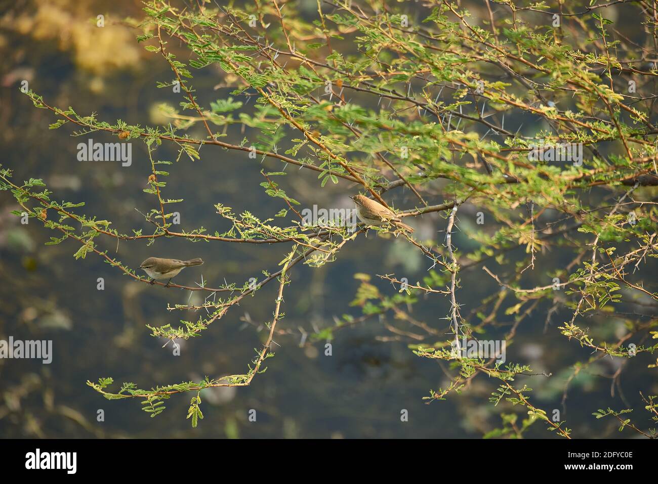 A common Chiffchaff (Phylloscopus collybita) on an acacia tree in ...