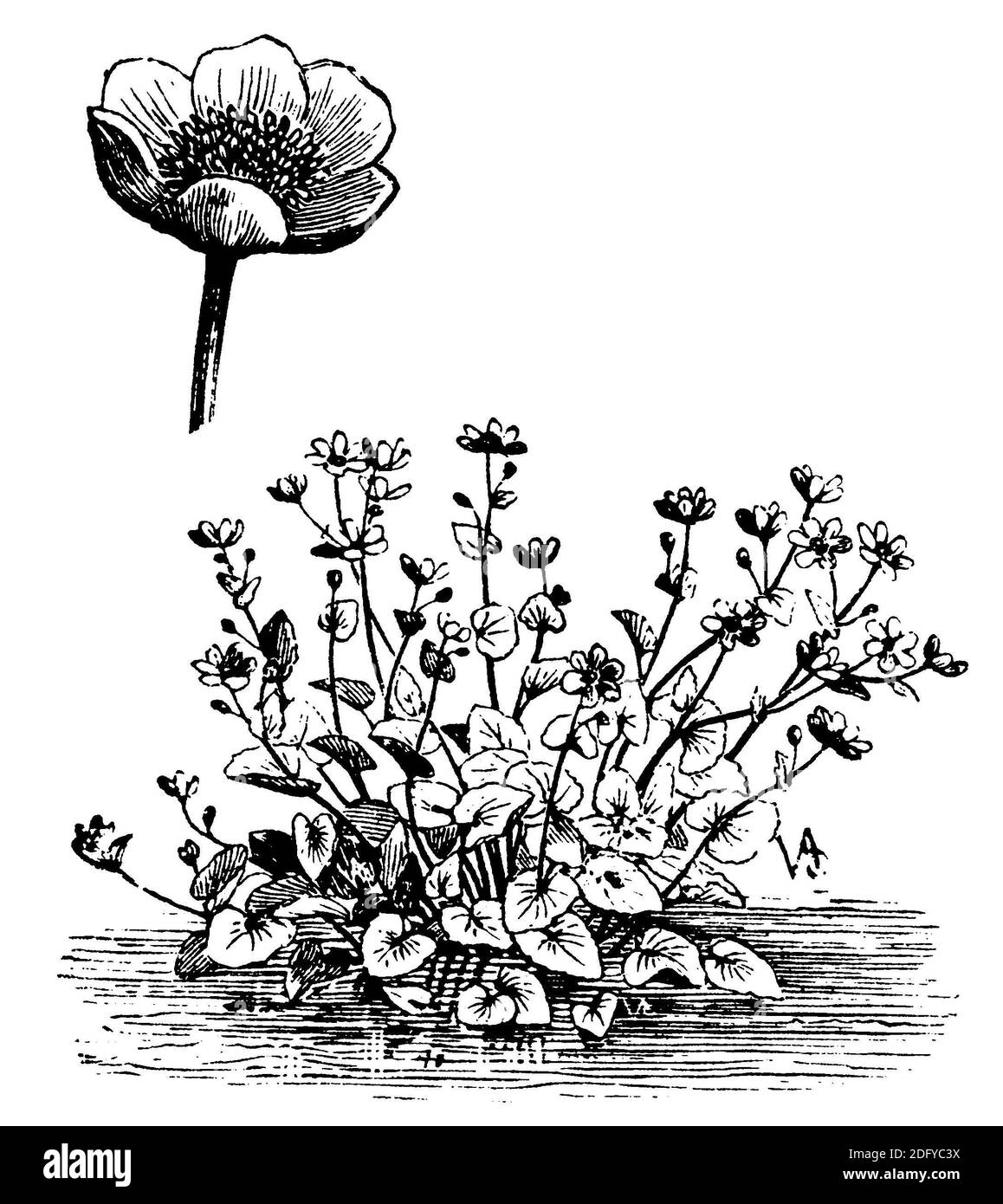 Marsh marigold illustration Black and White Stock Photos & Images - Alamy