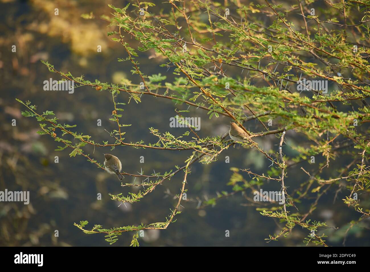 A common Chiffchaff (Phylloscopus collybita) on an acacia tree in ...