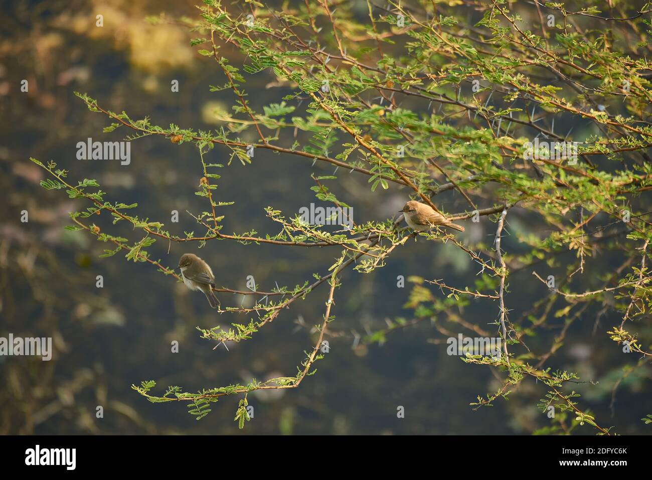 A common Chiffchaff (Phylloscopus collybita) on an acacia tree in ...