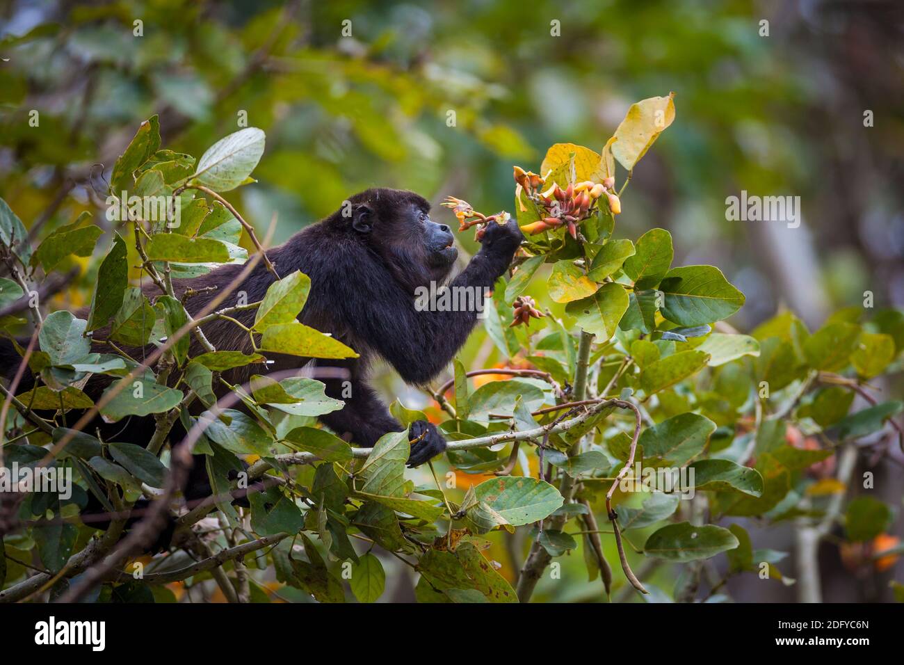 Panama wildlife with a Mantled Howler Monkey, Alouatta palliata ...