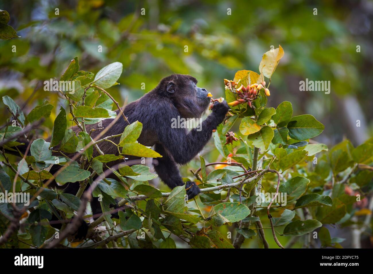 Howler Monkey Eating Flower