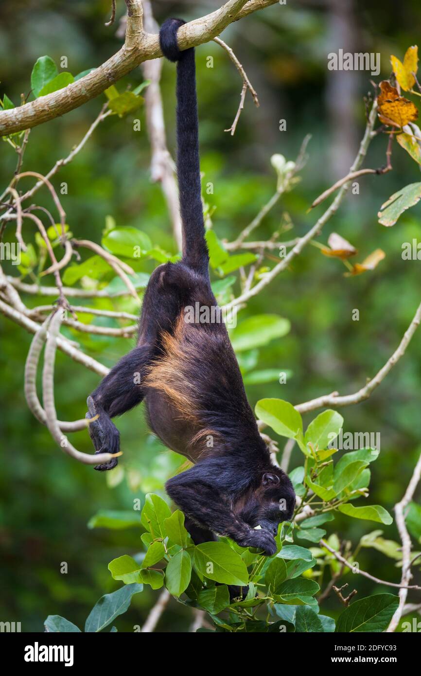 Howler monkey in jungle hi-res stock photography and images - Alamy