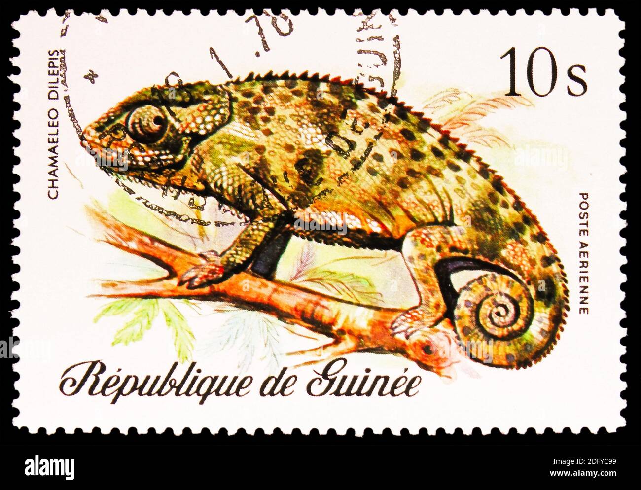 Flapneck chameleon hi-res stock photography and images - Alamy