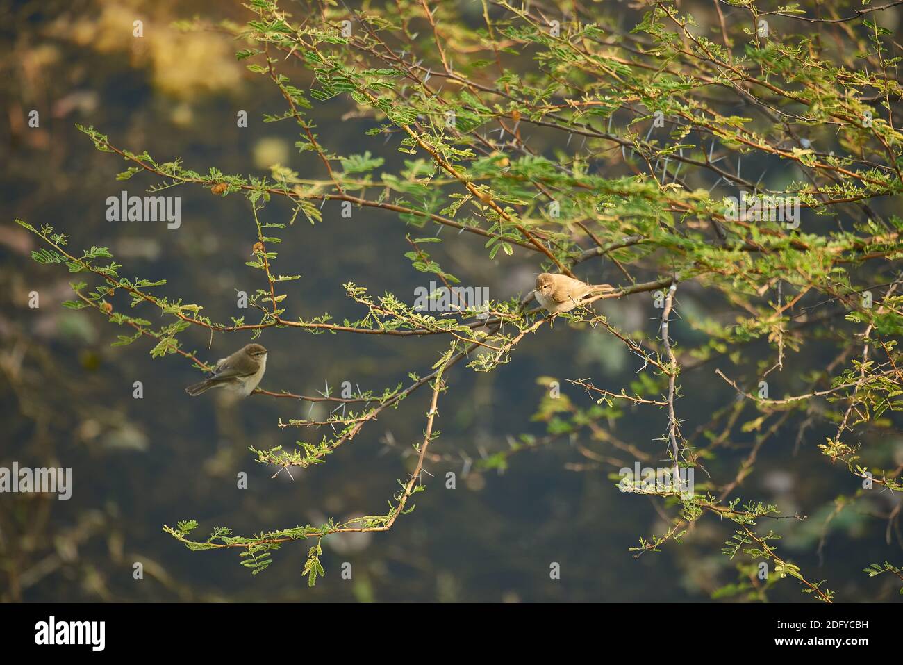 A common Chiffchaff (Phylloscopus collybita) on an acacia tree in ...