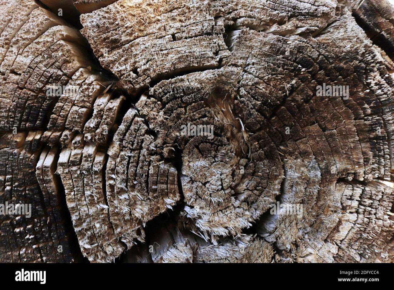 Tree ring abstract background textured. Natural organic texture with ...