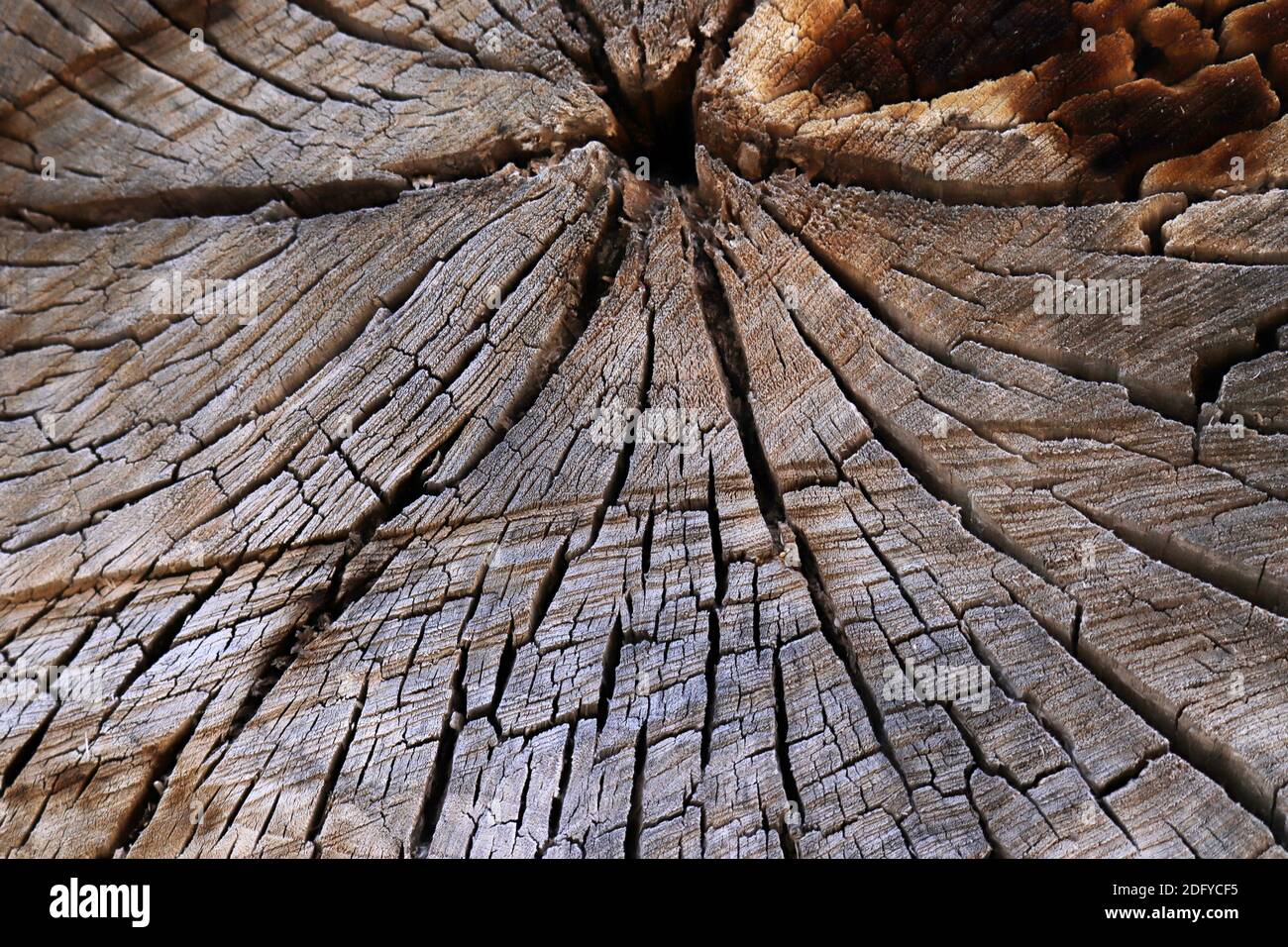 Tree ring abstract background textured. Natural organic texture with ...