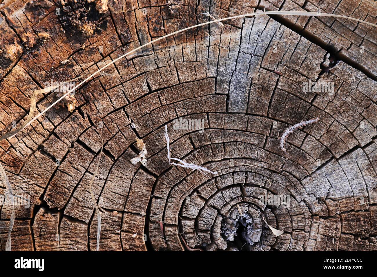 Tree ring abstract background textured. Natural organic texture with ...