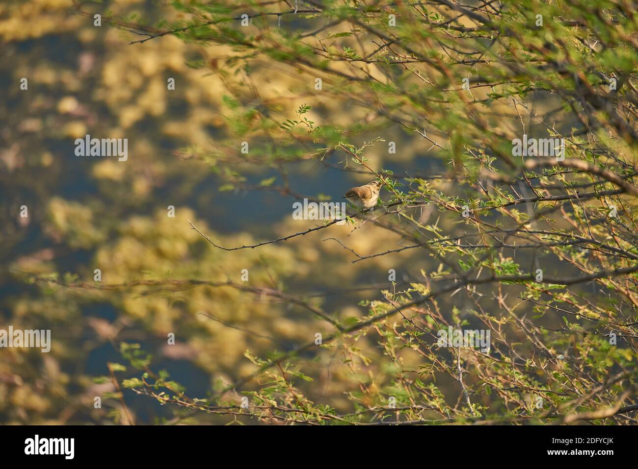A common Chiffchaff (Phylloscopus collybita) on an acacia tree in ...