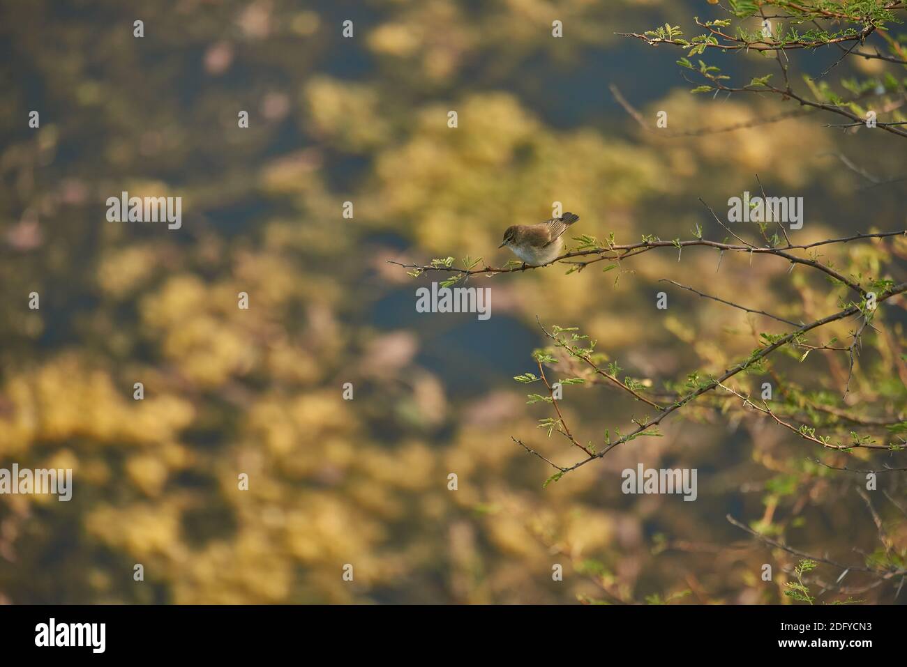 A common Chiffchaff (Phylloscopus collybita) on an acacia tree in ...