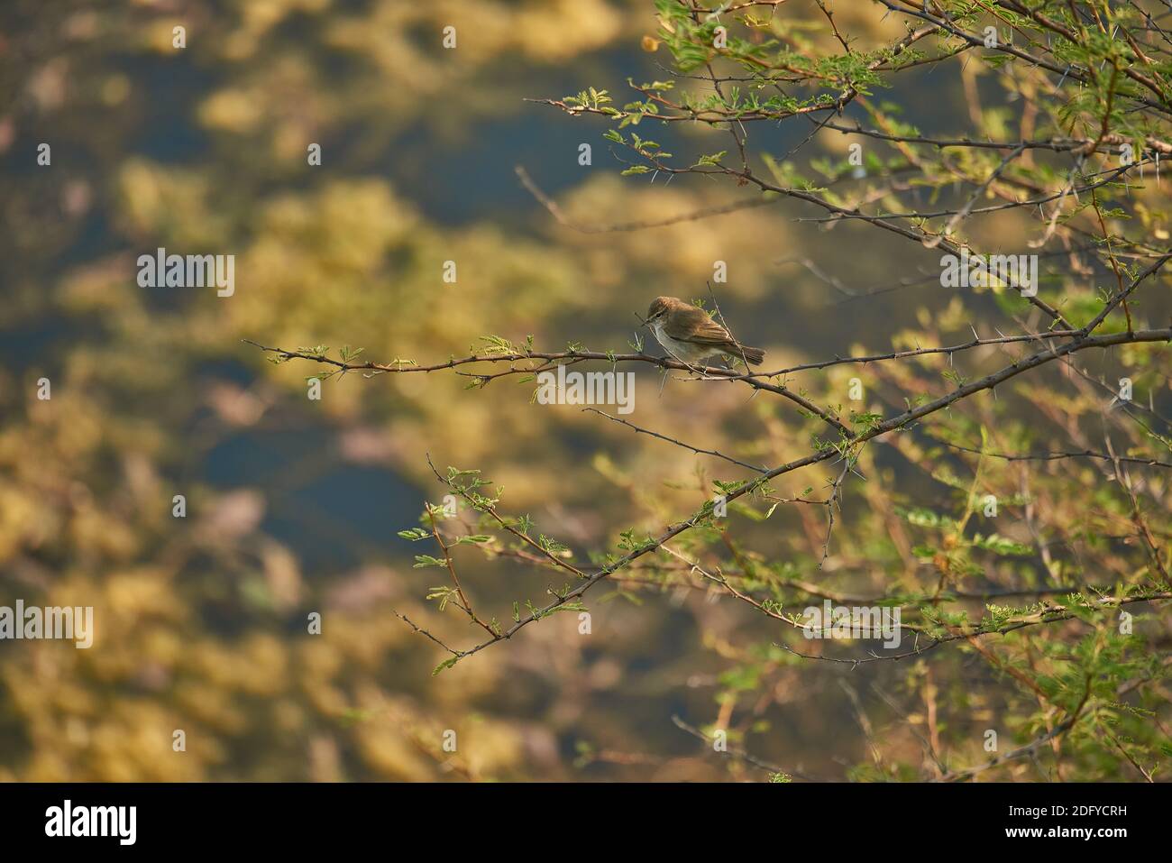 A common Chiffchaff (Phylloscopus collybita) on an acacia tree in ...