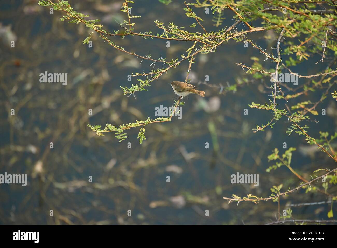 A common Chiffchaff (Phylloscopus collybita) on an acacia tree in ...