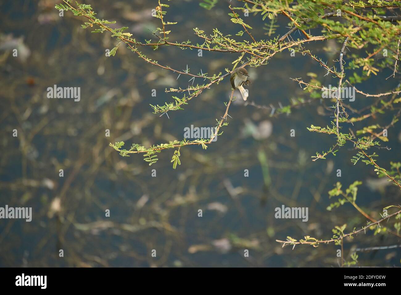 A common Chiffchaff (Phylloscopus collybita) on an acacia tree in ...